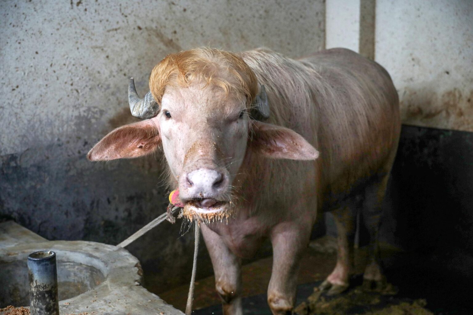 El búfalo 'Trump' es trasladado a zoológico de Bangladés tras ser ...